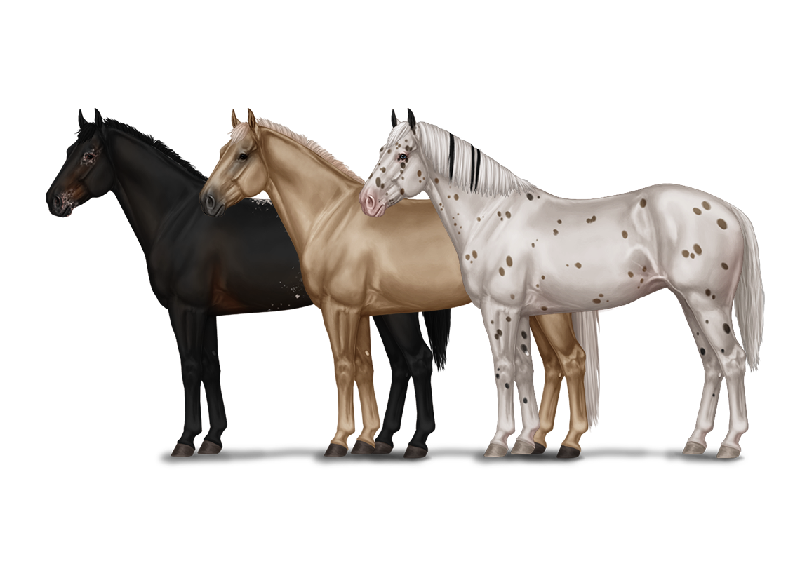 NOBLE HORSE CHAMPION