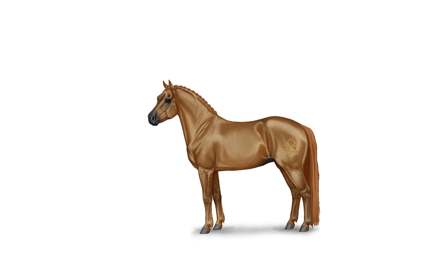 NOBLE HORSE CHAMPION